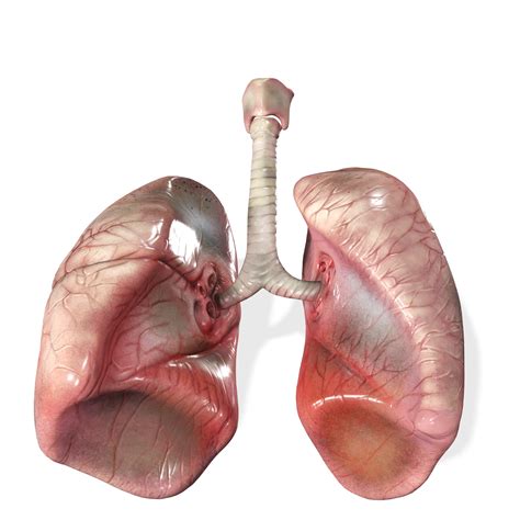 Archivo Obj Lungs Anatomy Heart Eye Thorax Trachea Tongue Pulmon Lungs