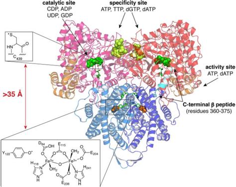 Ribonucleotidereductase