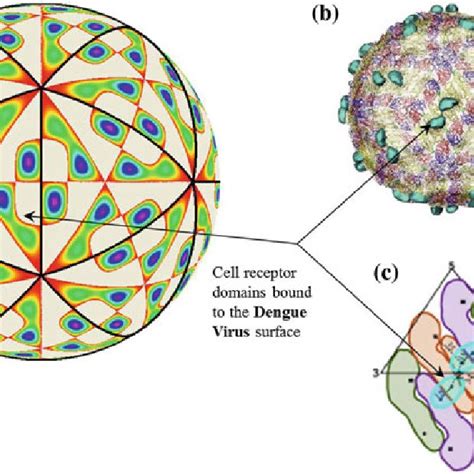 Protein Density Distribution And Virus Infectivity Interaction Of The