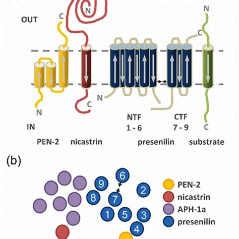 Overview Of γ Secretase And Substrate Tmds A Transmembrane Download Scientific Diagram