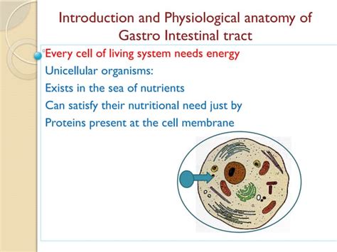 Git 1 Gastro Intestinal Tract Physiology Topic Ppt