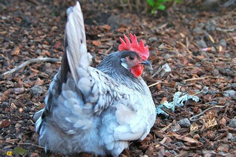 مرغ و خروس آبی یا اندلسی؛ تنها مرغ و خروس جهان که رنگشان آبی‌ست و گوشت