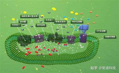【高考】生物高考真题解析——光合作用专题 知乎