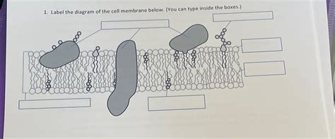Cell Membrane Labeling Worksheet