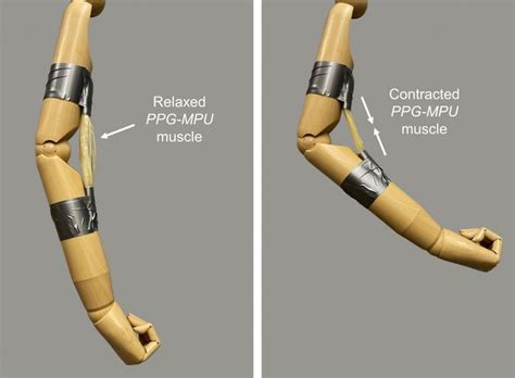 High Energy Shape Memory Polymer Could Help Robots Flex Their Muscles