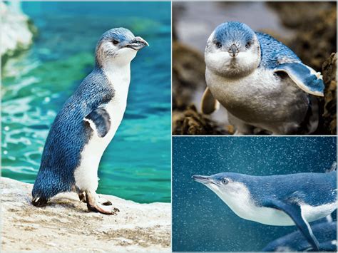 Fairy Penguin Prey