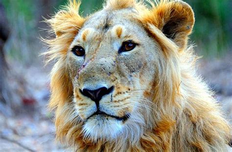 Middle East Lion