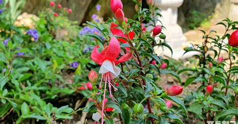 포토친구 신비로운 꽃 후크시아