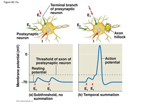 Chapter 37 Neurons Synapses And Signaling Ppt Download