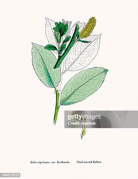 Willow Pattern Photos And Premium High Res Pictures Getty Images