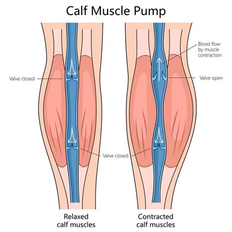 Calf Muscles Anatomy Diagram