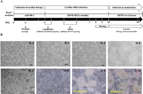Cardiomyocyte Differentiated From Hpsc Via Temporal Regulation Of Wnt Download Scientific