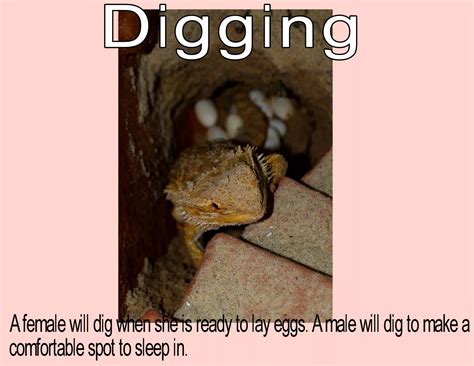 Bearded Dragon Behavior Ppt