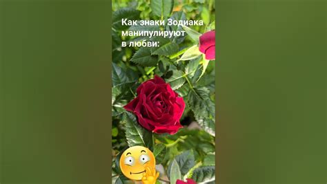 Как знаки Зодиака манипулируют в любви Гороскоп Астрология Знак Youtube