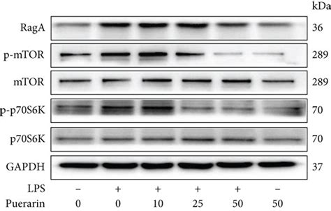Puerarin Inhibited The Ragamtorp70s6k Pathway And The Lysosomal Download Scientific Diagram Puerarin Inhibited The Ragamtorp70s6k Pathway And The Lysosomal Download Scientific Diagram