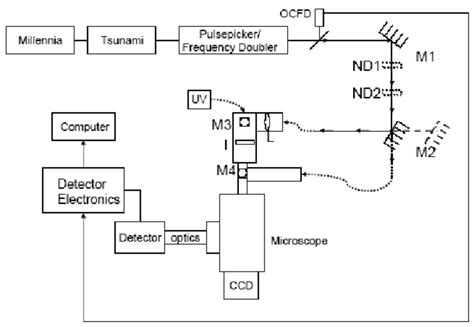 Picosecond Flim Setup For Simultaneous Detection Of Donor And Acceptor