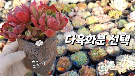 롱 중분 화려한 다육과 주물럭 손옹기화분 다육화분 야생화분 Youtube