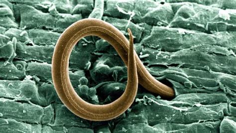 What Are Nematodes