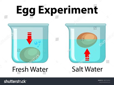 Science Experiment Egg Float Test Illustration Stock Vector Royalty Free 1883752954