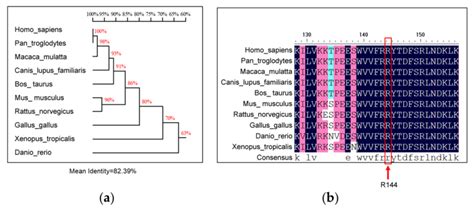 R144a Mutation Of Snx16 Attenuates Its Inhibitory Effect On Iav