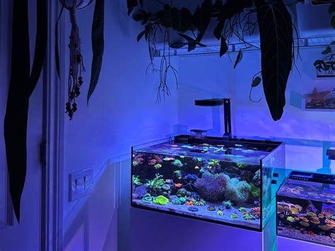 Studio Complete Saltwater Aquarium Kit Reef Casa