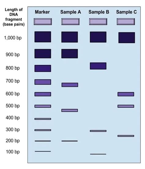 What Process Separates Dna Fragments By Size