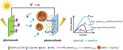 A Multiplexed Self Powered Dual Photoelectrode Biosensor For Detecting
