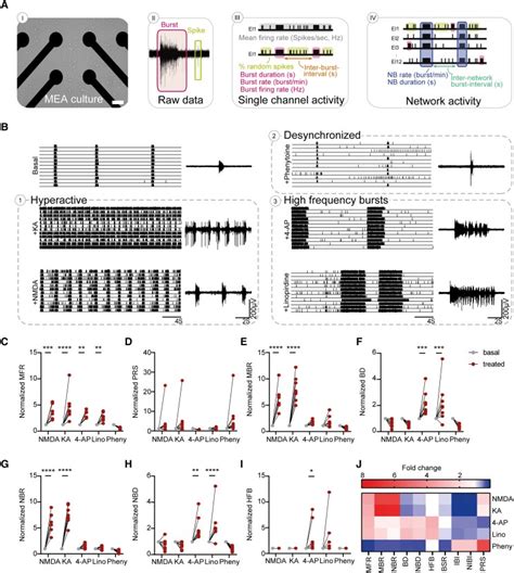 Scn1a Deficient Excitatory Neuronal Networks Display Mutation Specific Phenotypes Pmc Scn1a Deficient Excitatory Neuronal Networks Display Mutation Specific Phenotypes Pmc