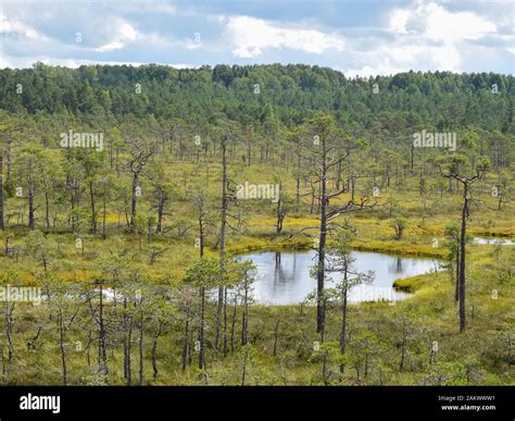 Landscape With Swamp Lake Small Swamp Pines Grass And Moss White
