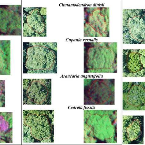 Pdf Tree Species Classification In A Highly Diverse Subtropical Forest Integrating Uav Based