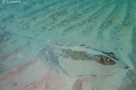 Marbled Stingray Dasyatis Marmorata