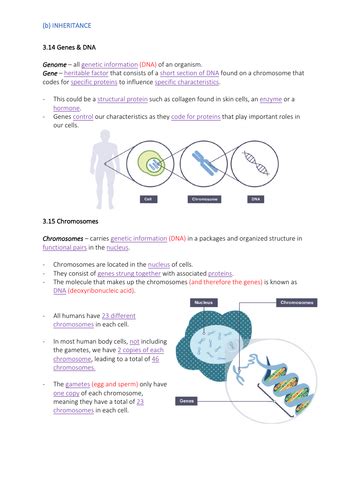 Reproduction And Inheritance I Gcse Biology Detailed Notes Teaching Resources