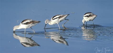 Three American Avocets Quivira National Wildlife Refuge Flickr