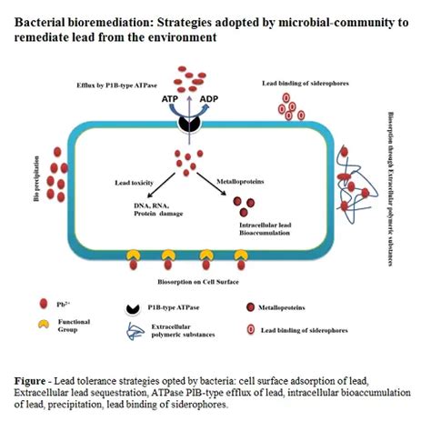 Bacterial Bioremediation Strategies Adopted By Microbial Community To