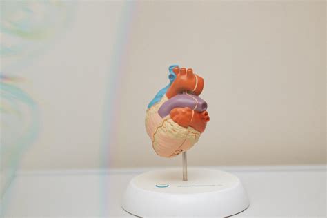 Understanding Your Heart And How It Functions