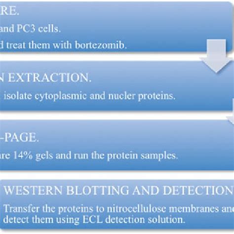 Schematic Representation Of The Steps Involved In The Protocol