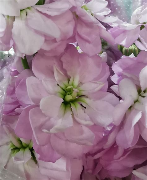 Double Stock Assorted Mix Double Stock Flowers And Fillers