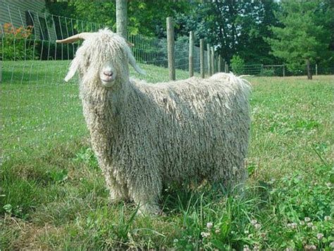 Small Ruminants Flashcards Quizlet