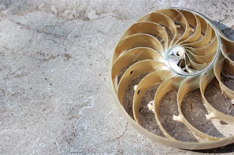 Premium Photo | Shell nautilus pearl fibonacci sequence symmetry cross section spiral structure ...