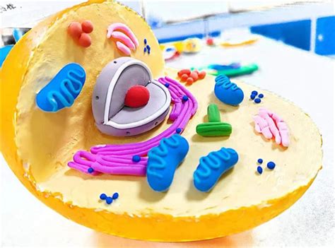 [长宁]延安中学 建构模型，提升素养——原高一年级真核细胞模型建构比赛