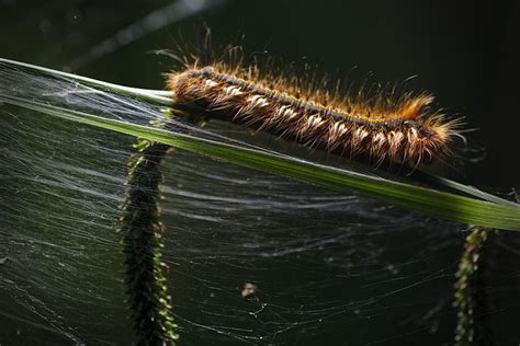 5000 Free Puss Caterpillar And Caterpillar Images Pixabay