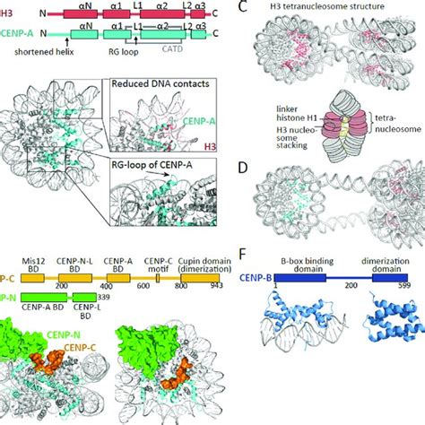 The Core Centromeric Nucleosome Complex A Schematic Representation Download Scientific