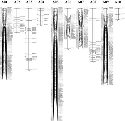 Graphical Presentation Of Genetic Linkage Map Constructed In The Ril