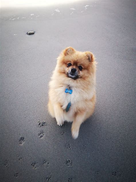 Spitz Europei E Asiatici Conosciamoli Insieme Tartufonero