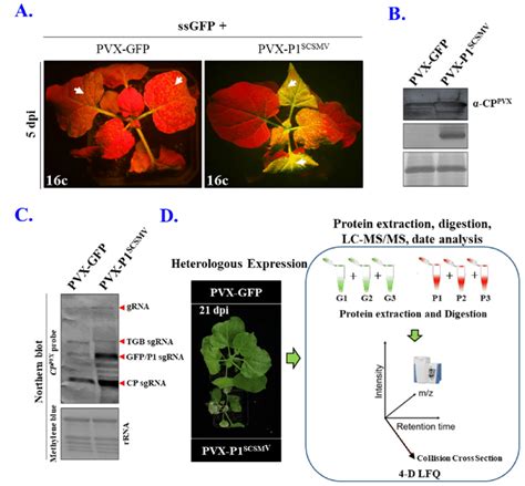 Disease Enhancing Role Of P1 Scsmv And The Workflow Of 4d Proteomics Download Scientific