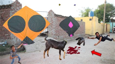 Kite Flying And Catch Abubaker Bakra Cutting Gudda Youtube