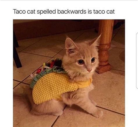 Taco Cat Meme