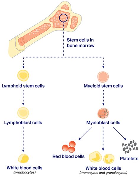 About Chronic Lymphocytic Leukaemia Cll Cancer Council Nsw