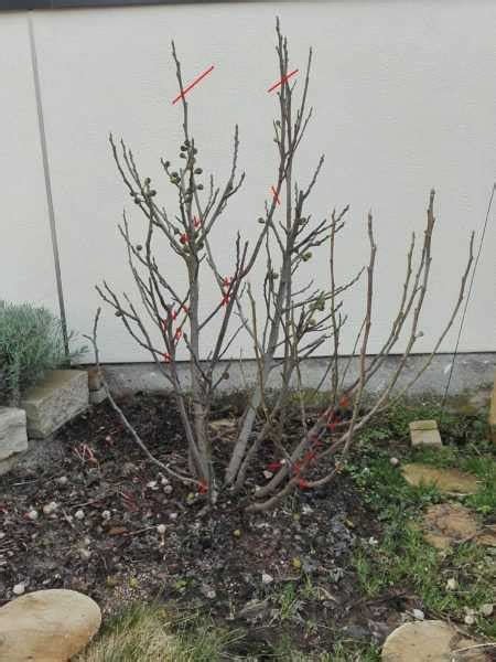 Wie Ihr Den Feigenbaum Schneiden Könnt Anlässe Und Eine Anleitung