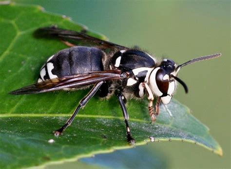 Smart Gardening Know The Insects That Look Like Bees Gardening In
